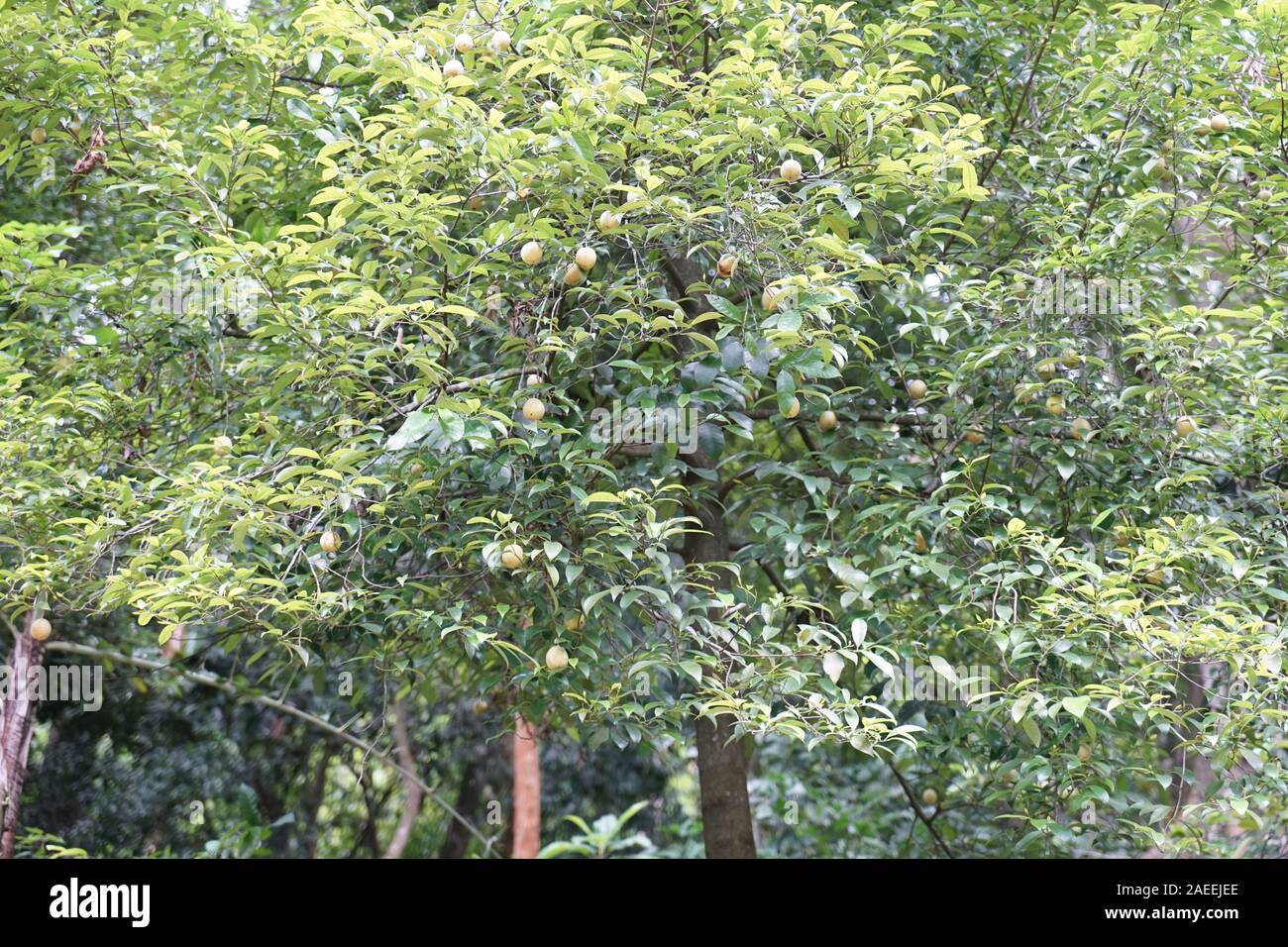 Kurumba india hi-res stock photography and images - Alamy