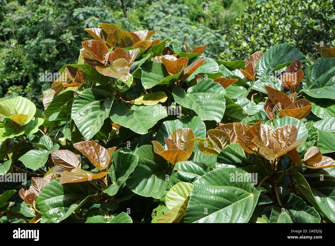 Fig tree leaves, Kurumba Village Resort, Hillgrove, Karamadai, Burliyar ...