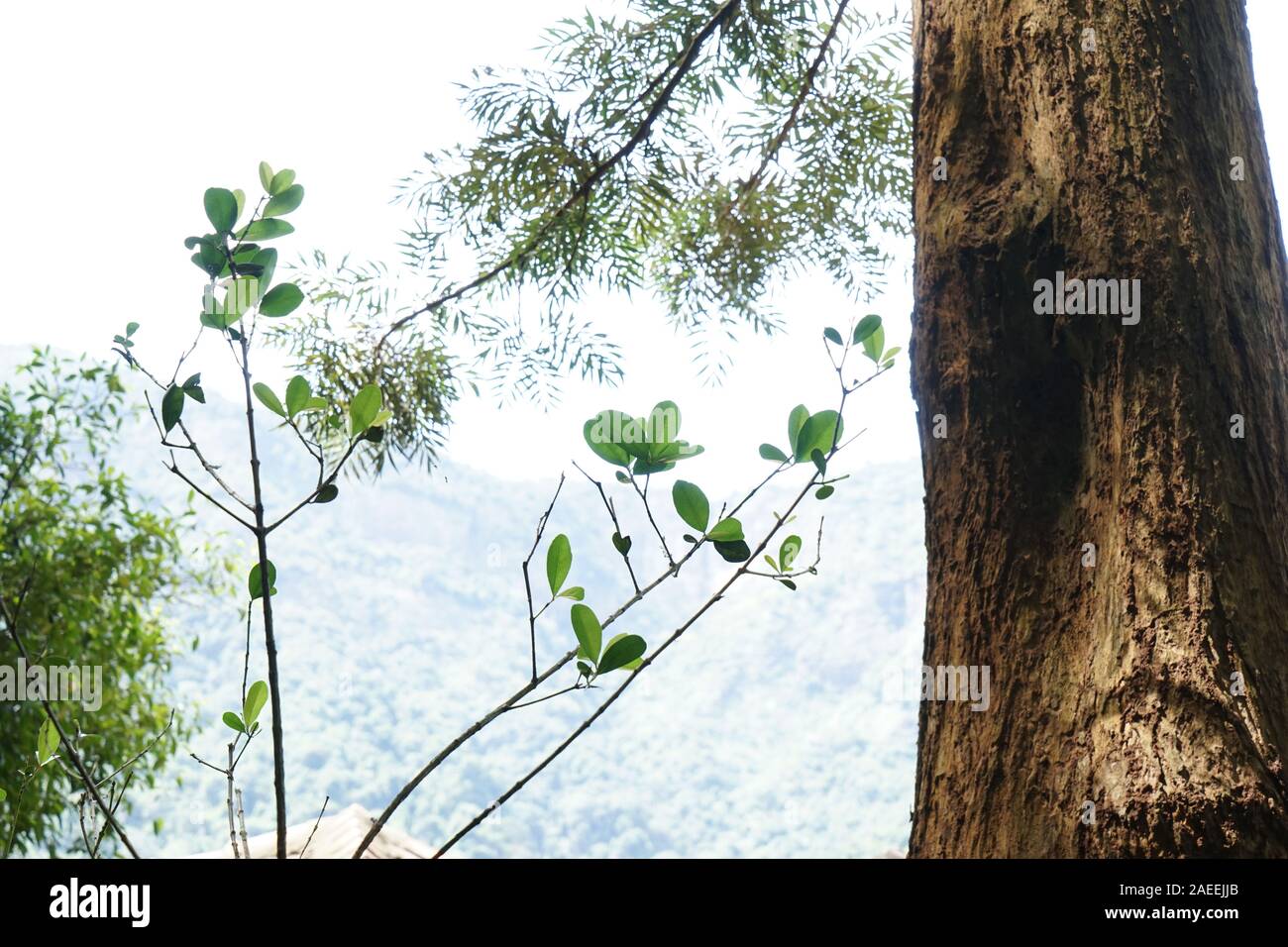 Kurumba india hi-res stock photography and images - Alamy