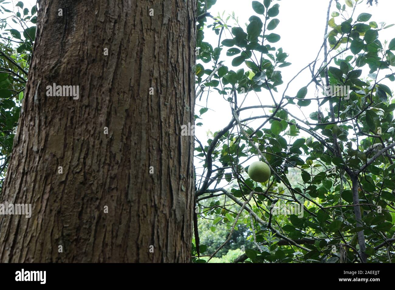 Grapefruit tree, Kurumba Village Resort, Hillgrove, Karamadai, Burliyar ...