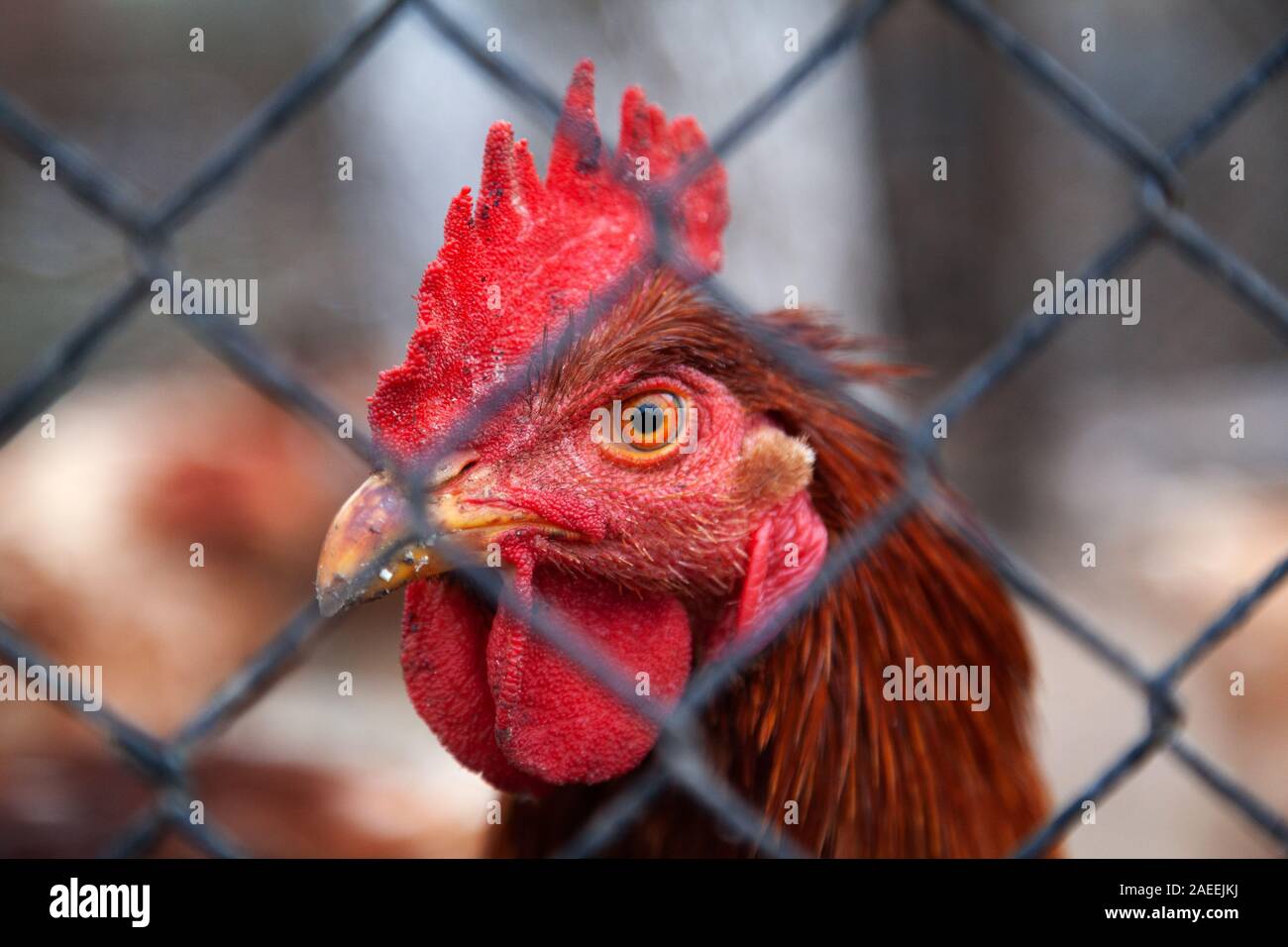 Red rooster head photo Stock Photo - Alamy