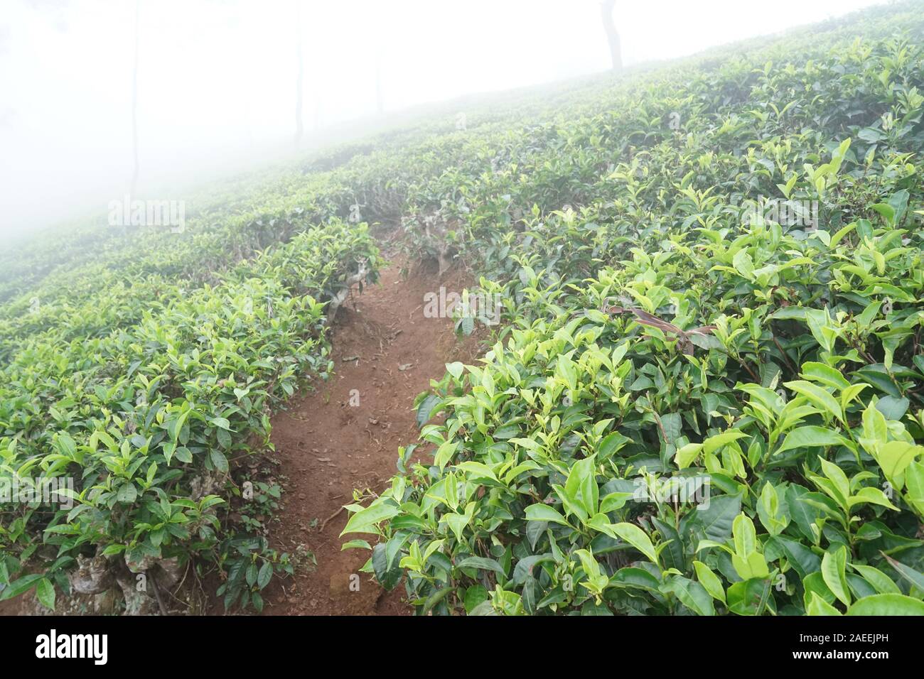 Tea plantation, Tea nest resort, Singara Estate, Coonoor, Nilgiris ...