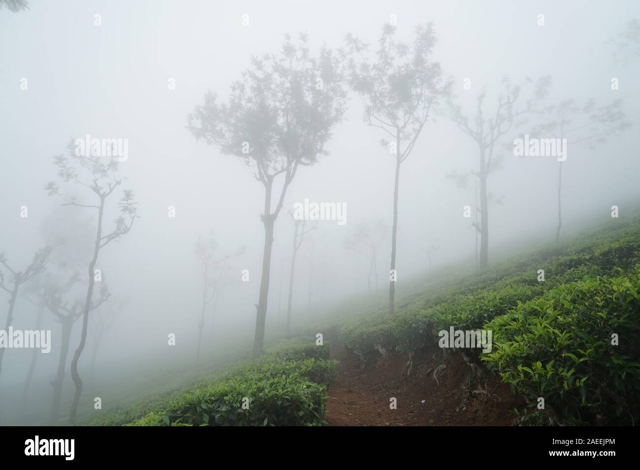Tea plantation, Tea Nest resort, Singara Estate, Coonoor, Nilgiris ...