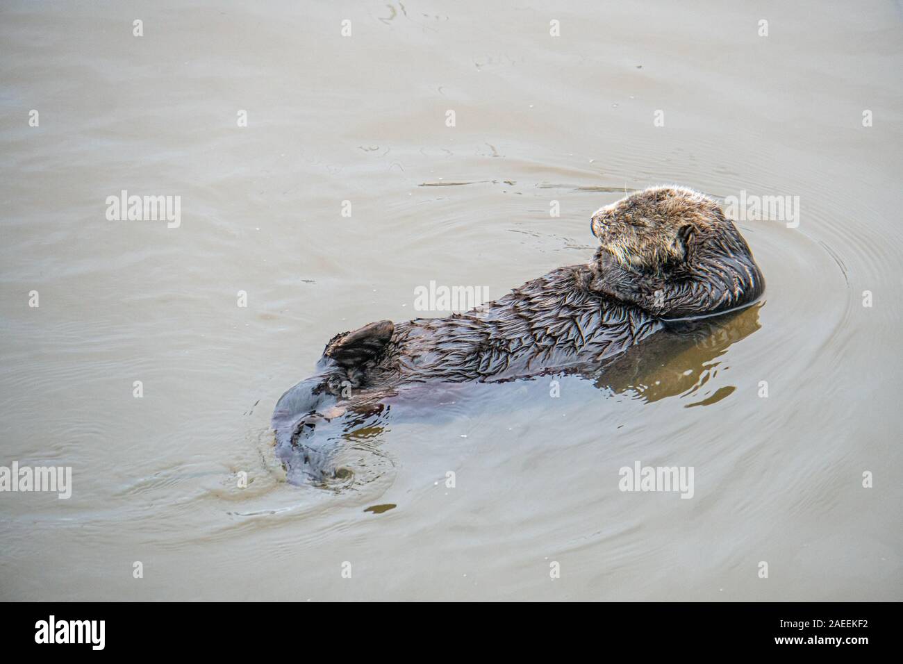 Southern Sea Otters On California Central Coast Stock Photo Alamy