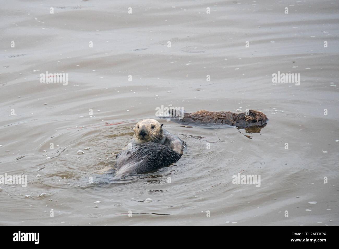 Southern Sea Otters On California Central Coast Stock Photo Alamy