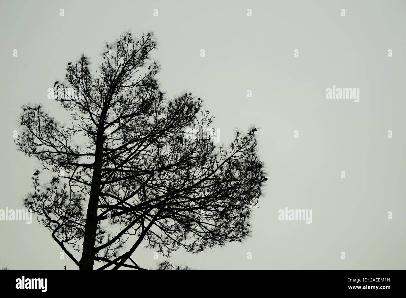 Deodar tree, Village Deori, Kalwari, Tirthan Valley, Himachal Pradesh ...