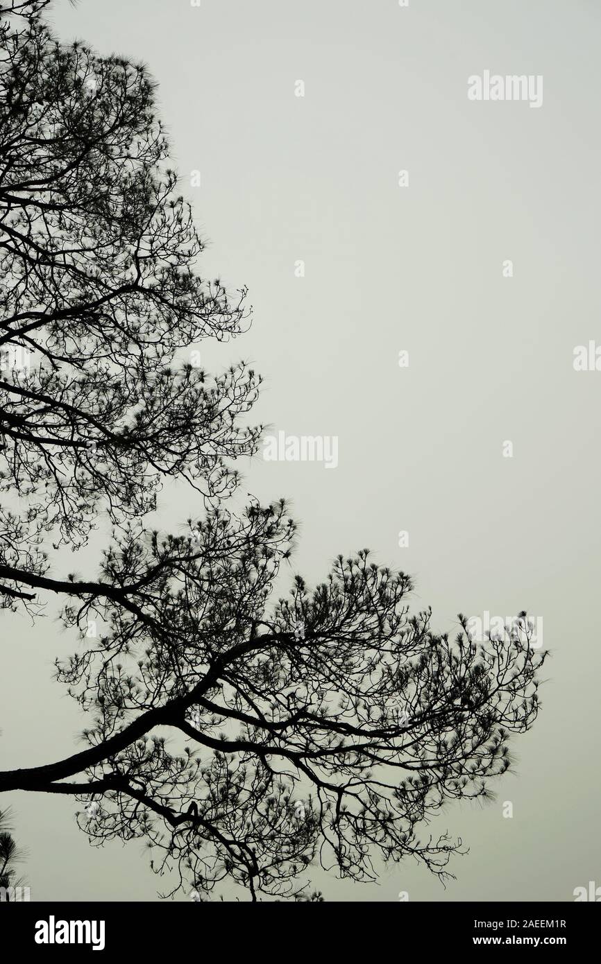 Deodar tree hi-res stock photography and images - Alamy