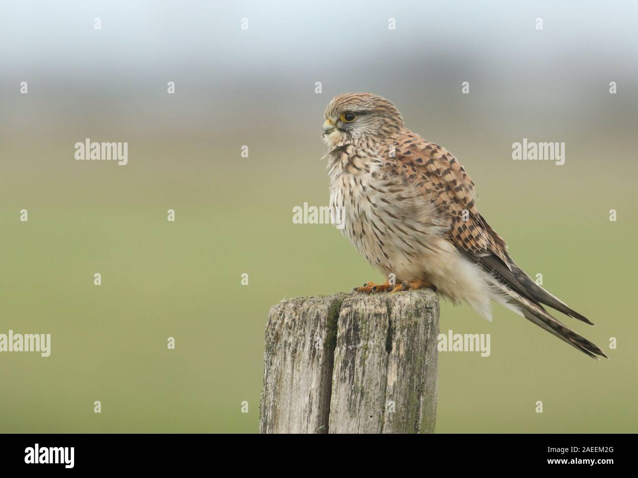 Kestrel winter plumage hi-res stock photography and images - Alamy