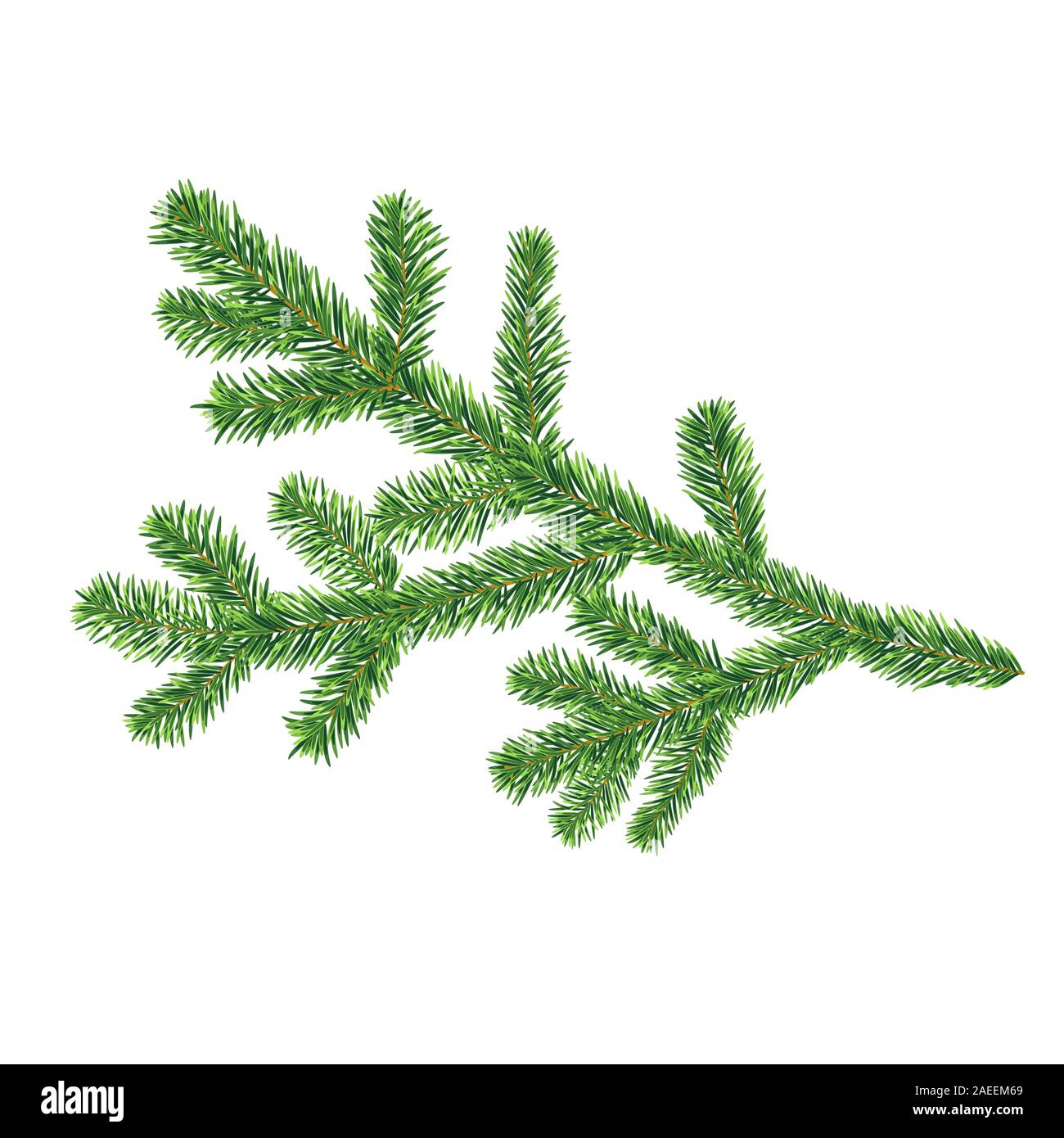 Winter pine tree branch Stock Vector Images - Alamy