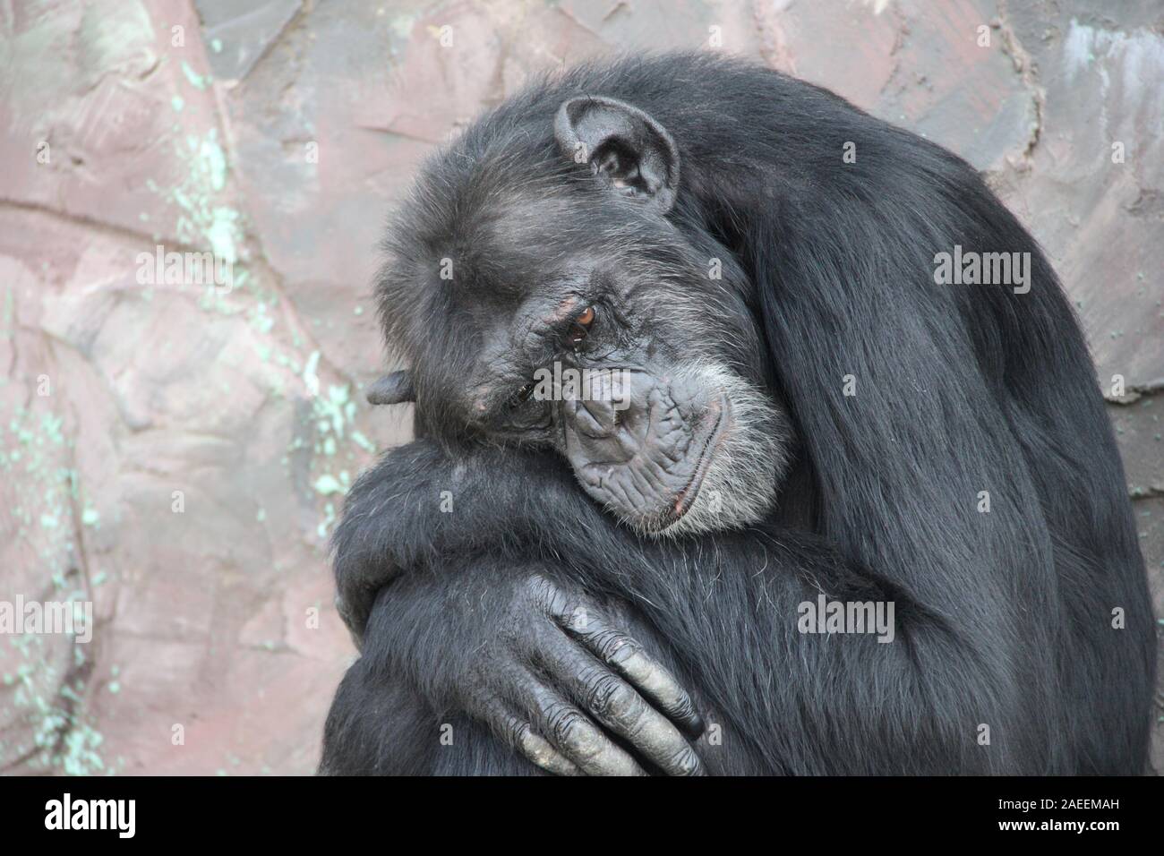 Sad chimp hi-res stock photography and images - Alamy