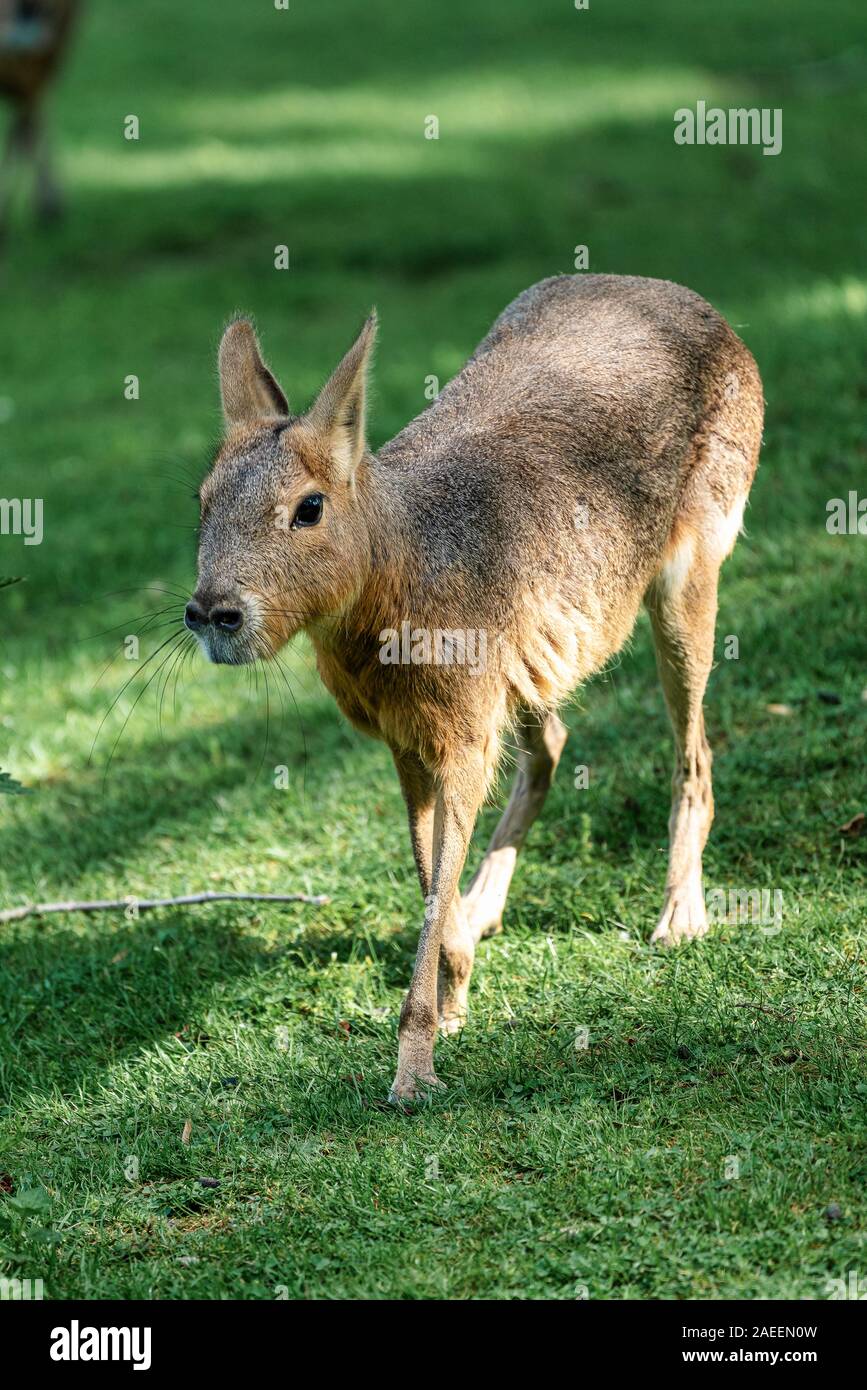 Patagonian Mara Deer