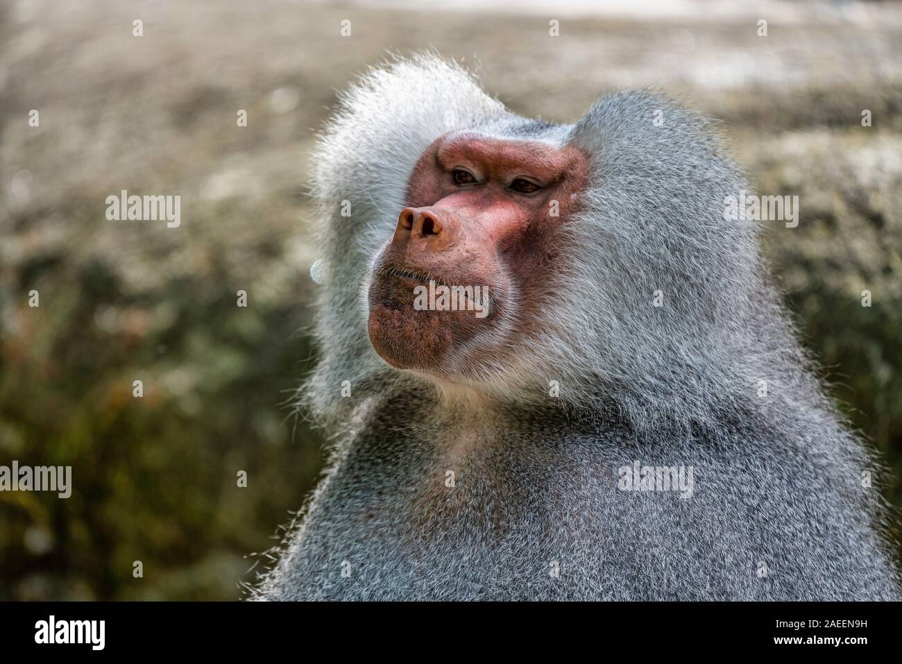 Types Of Baboons Names