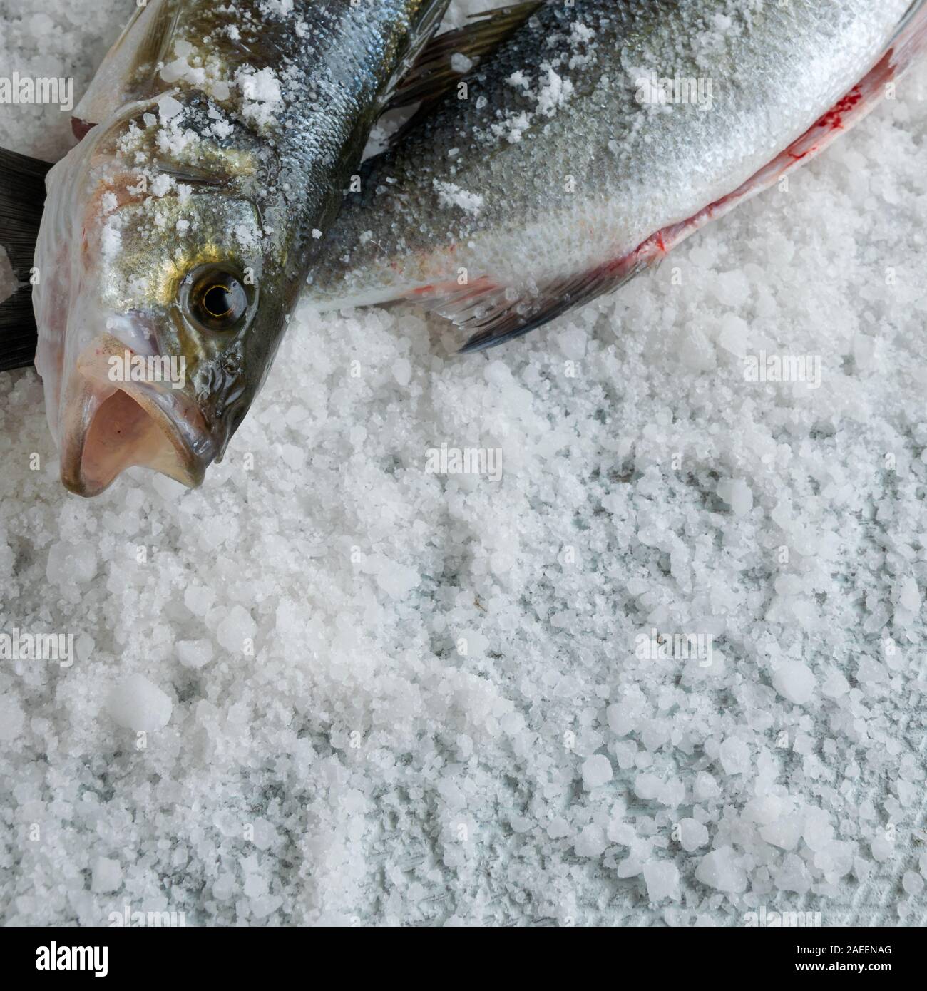 Raw sea bass on salty background. Healthy eating ingredient Stock Photo ...