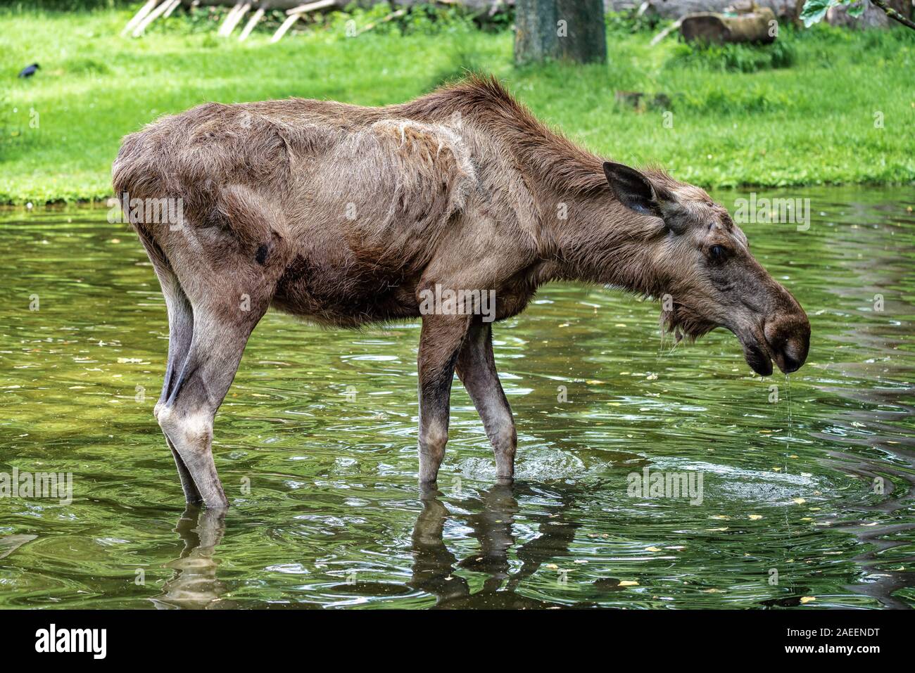 European Moose, Alces alces, also known as the elk Stock Photo - Alamy