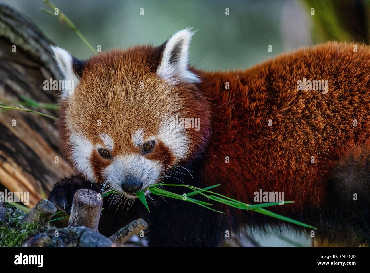 The red panda, Ailurus fulgens, also called the lesser panda Stock ...