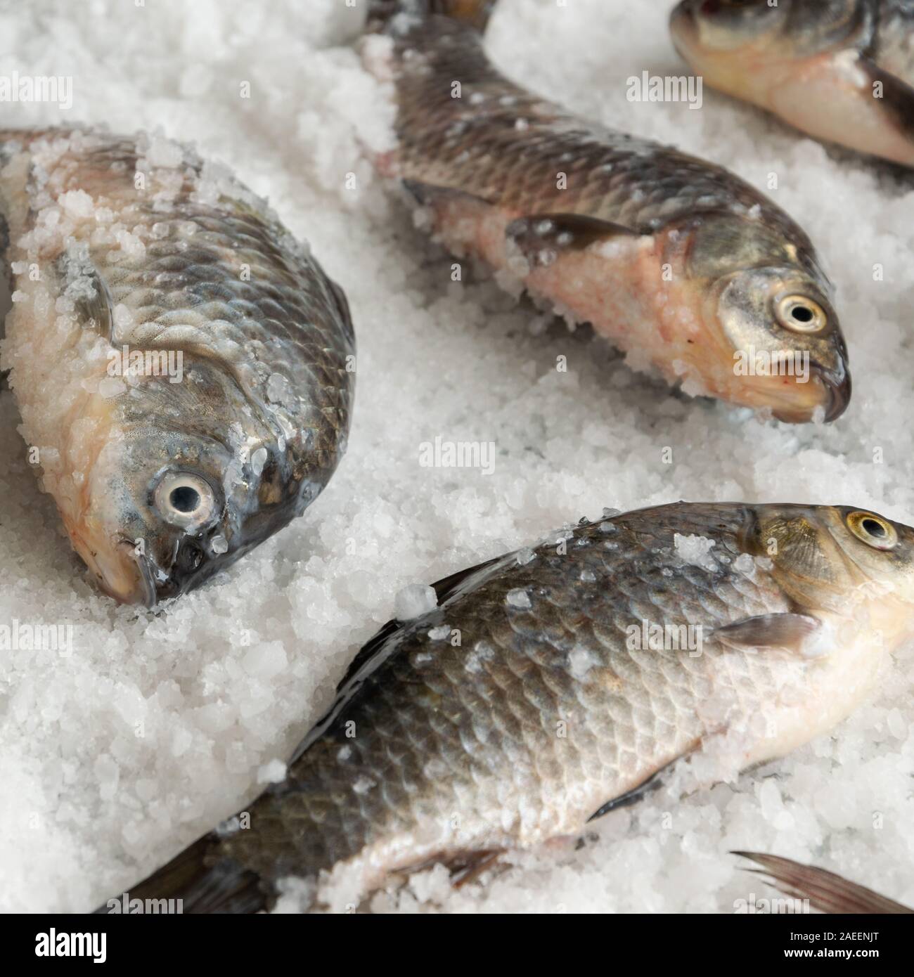 Raw fishes on salty background. Healthy eating ingredient Stock Photo ...
