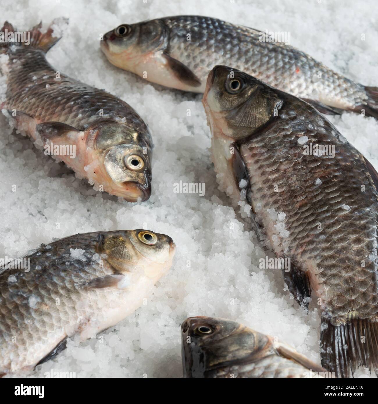 Raw fishes on salty background. Healthy eating ingredient Stock Photo ...
