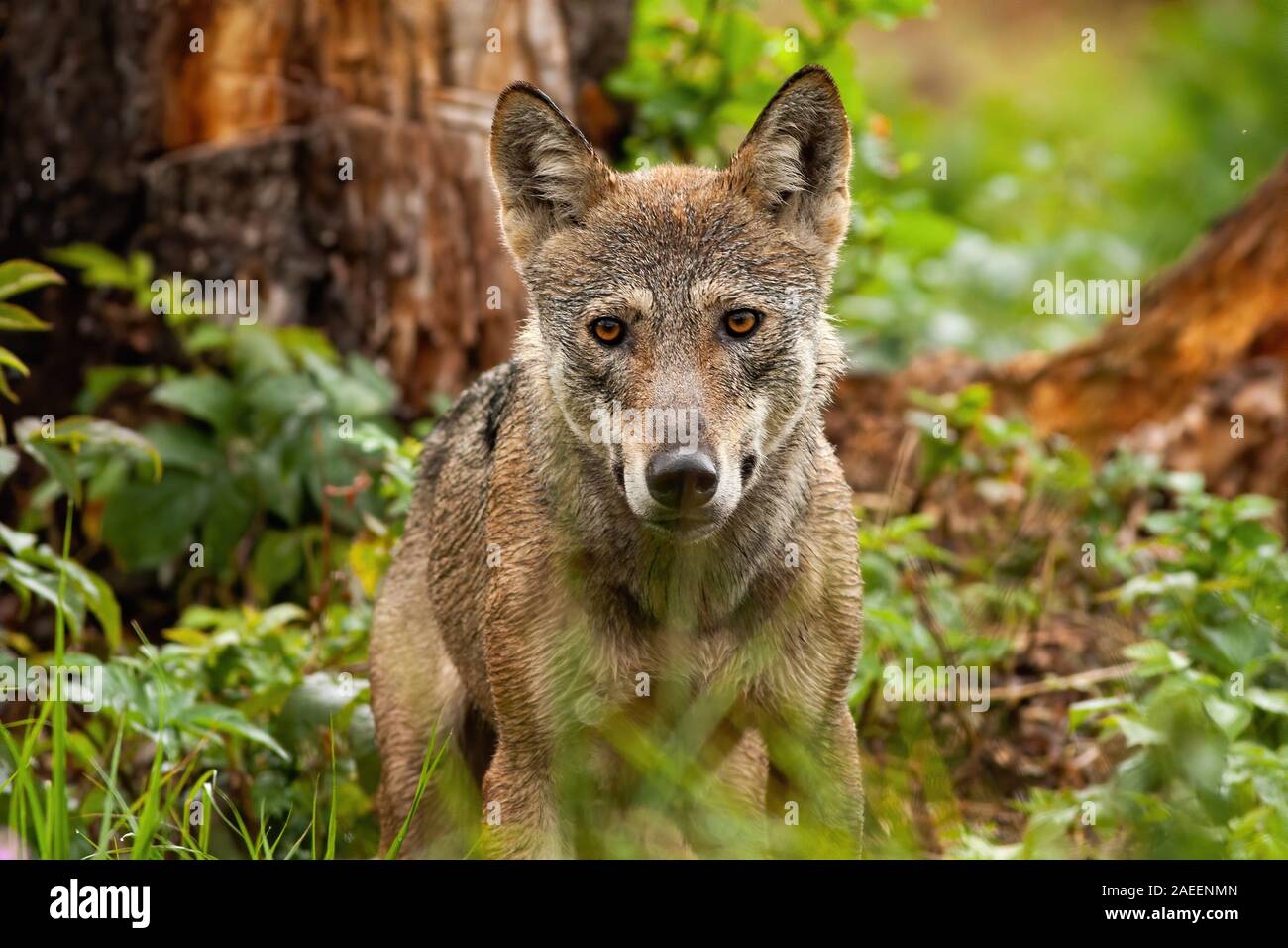 A horizontal portrait of gray wolf in his natural habitat in summertime ...