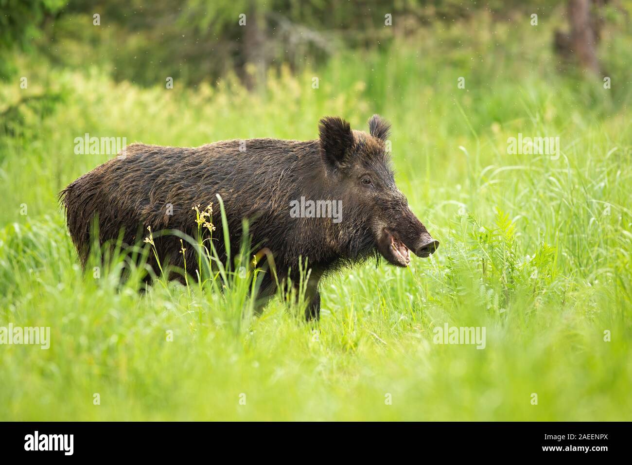 Smiling wild boar chewing with mouth open on pasture in nature Stock ...