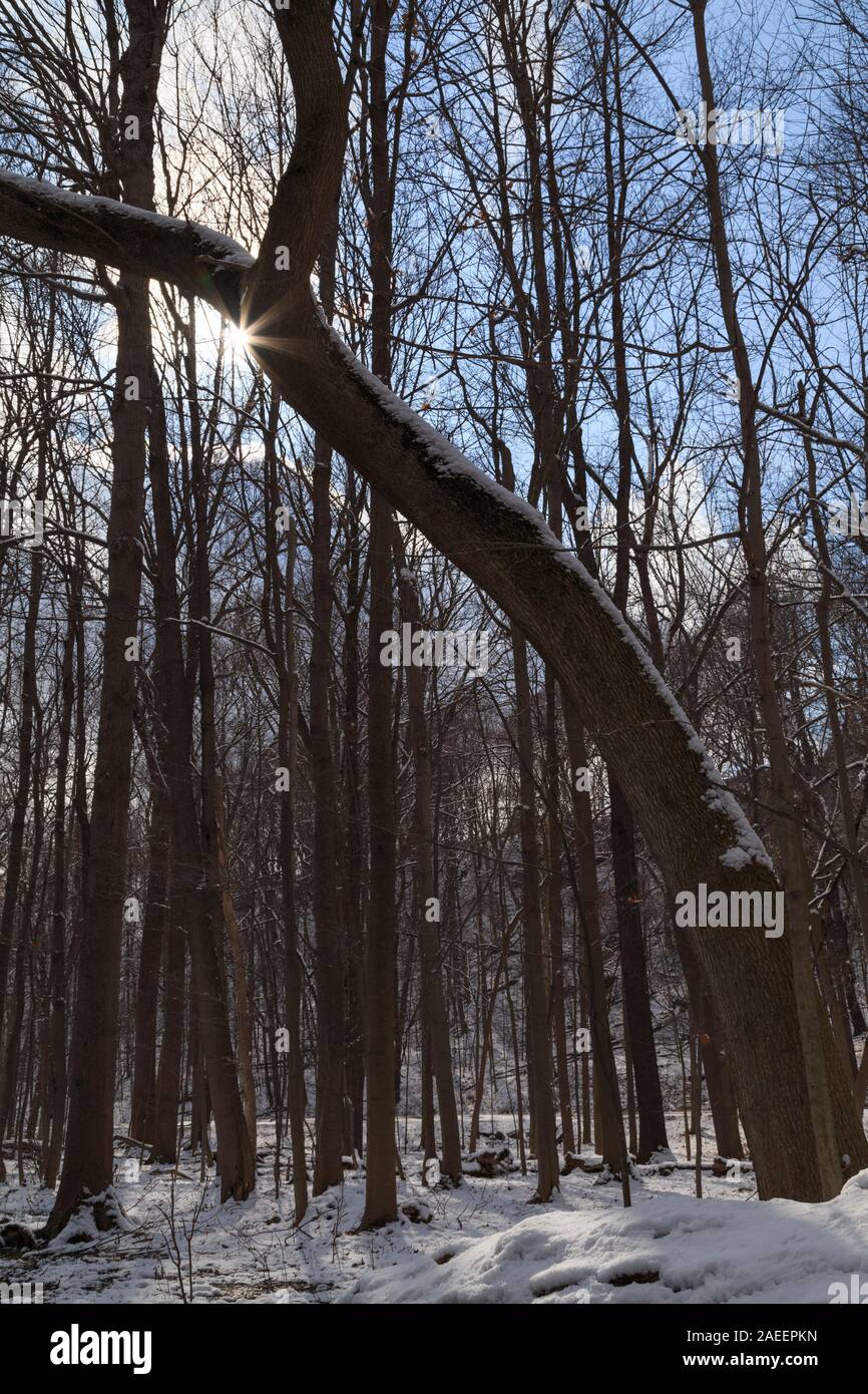 Winter forest landscape of the eastern cottonwood trees (Populus ...