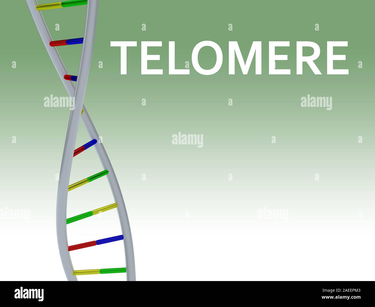 Human telomeric dna hi-res stock photography and images - Alamy