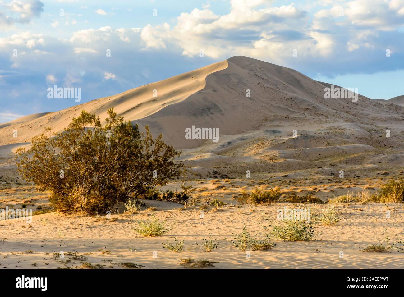 Golden light on Kelso Sand Dunes at sunset in the Mojave Desert, Mojave ...