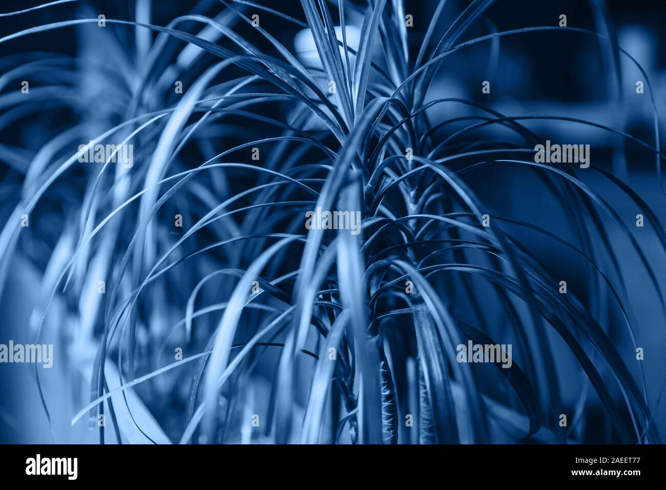 Dracaena plant in a blue color.The main color of the Year 2020 Stock ...