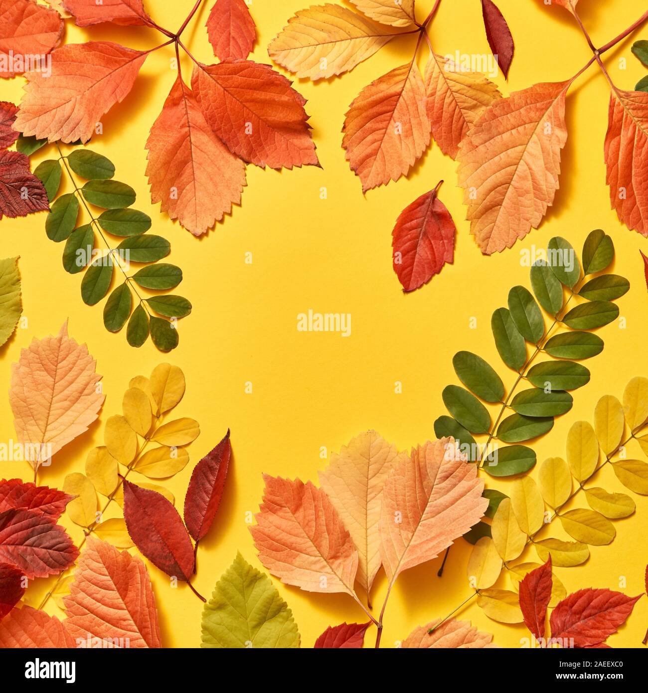 Congratulation fall multicolored frame on an yellow background with ...