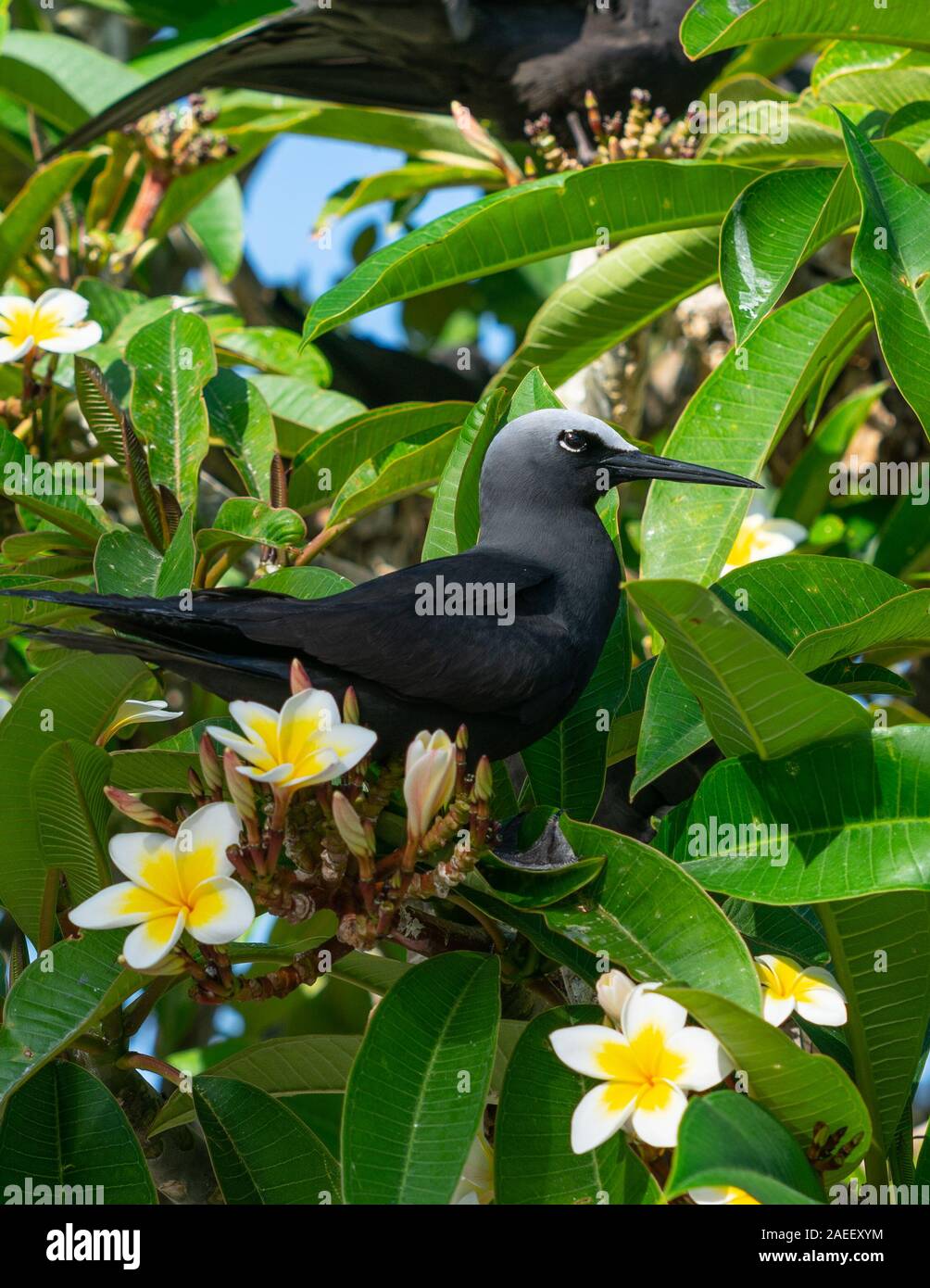 Lady elliot birds hi-res stock photography and images - Alamy