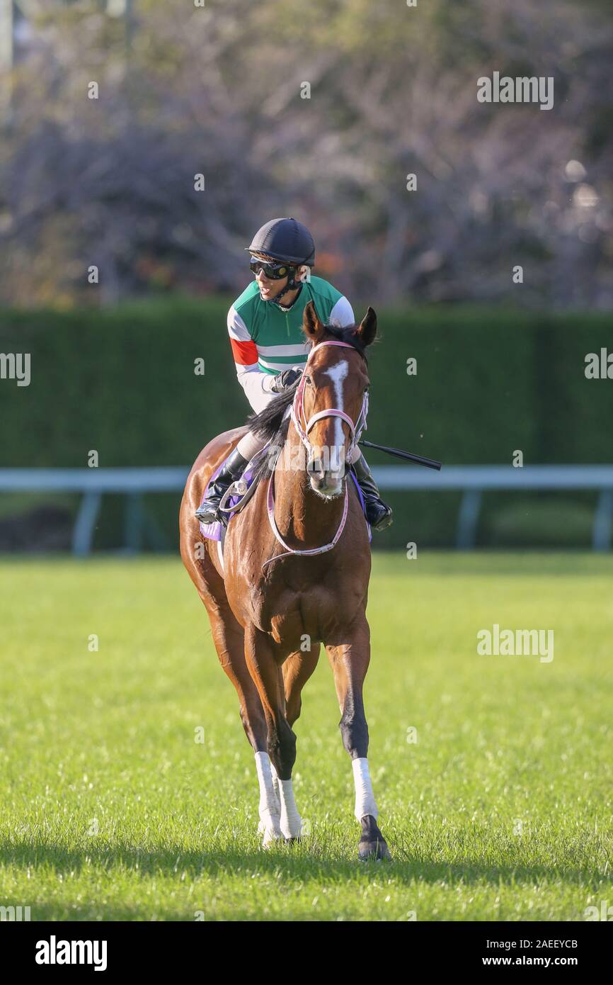 Hyogo, Japan. 8th Dec, 2019. Resistencia (Yuichi Kitamura) Horse Racing ...