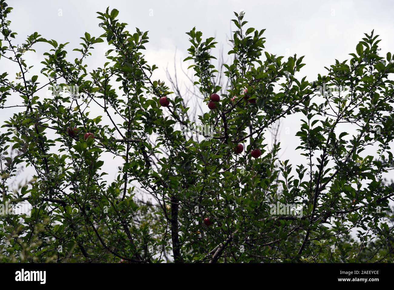 Apple tree, Thimphu, Bhutan, Asia Stock Photo - Alamy