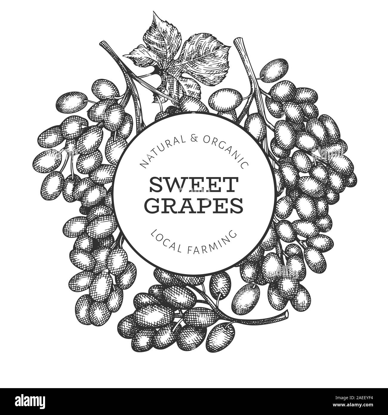Grape design template. Hand drawn vector grape berry illustration ...