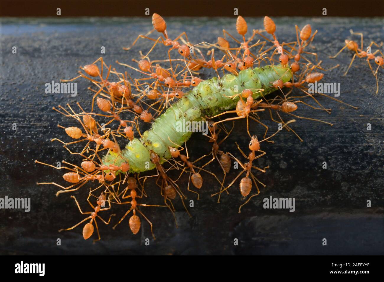 Oecophylla smaragdina, workers carrying dead larvae of lepidoptera ...