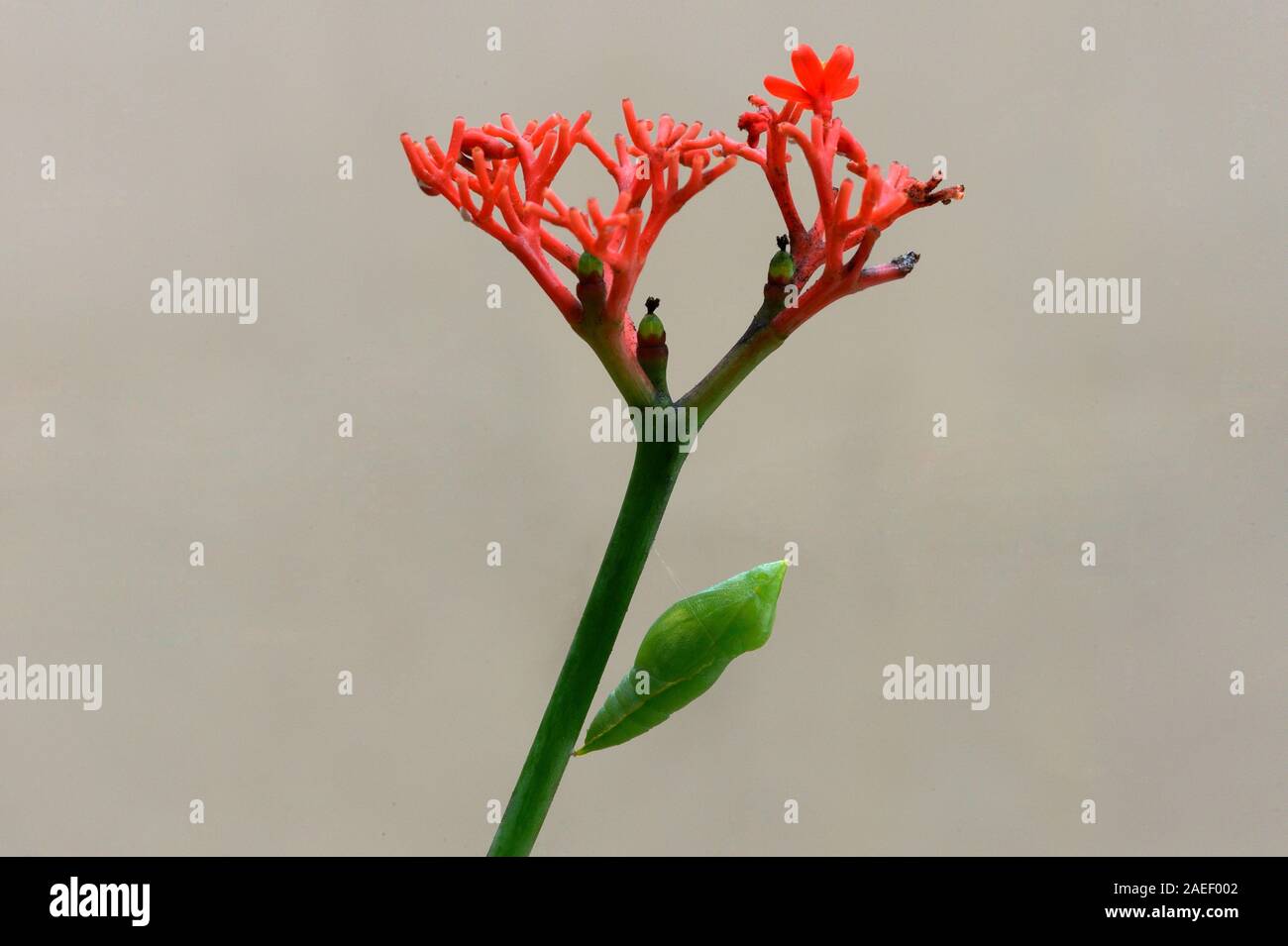 Indian common emigrant hi-res stock photography and images - Alamy