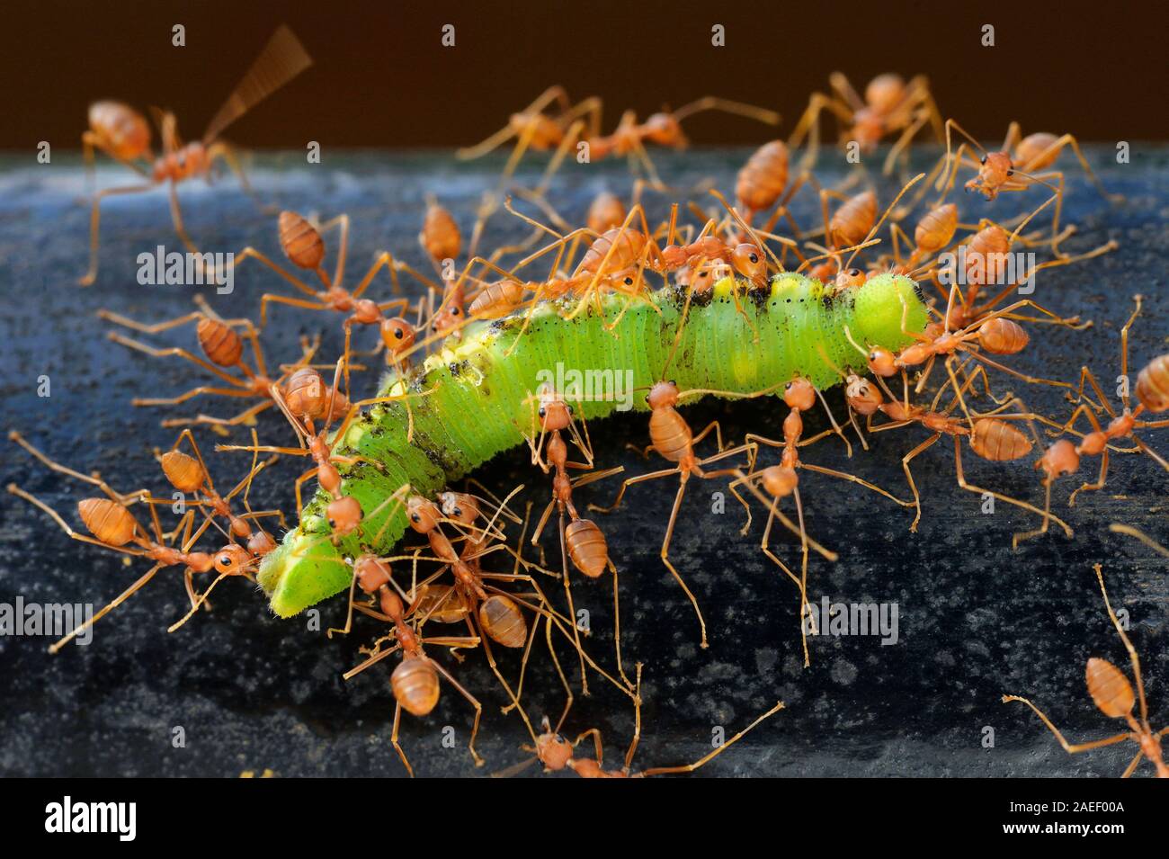 Lepidoptera Kerala High Resolution Stock Photography and Images - Alamy