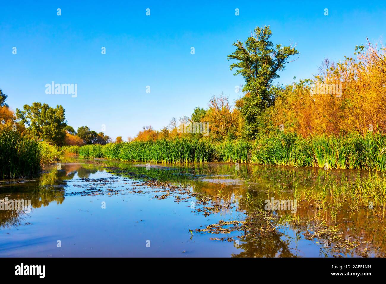 Logging pond hi-res stock photography and images - Alamy