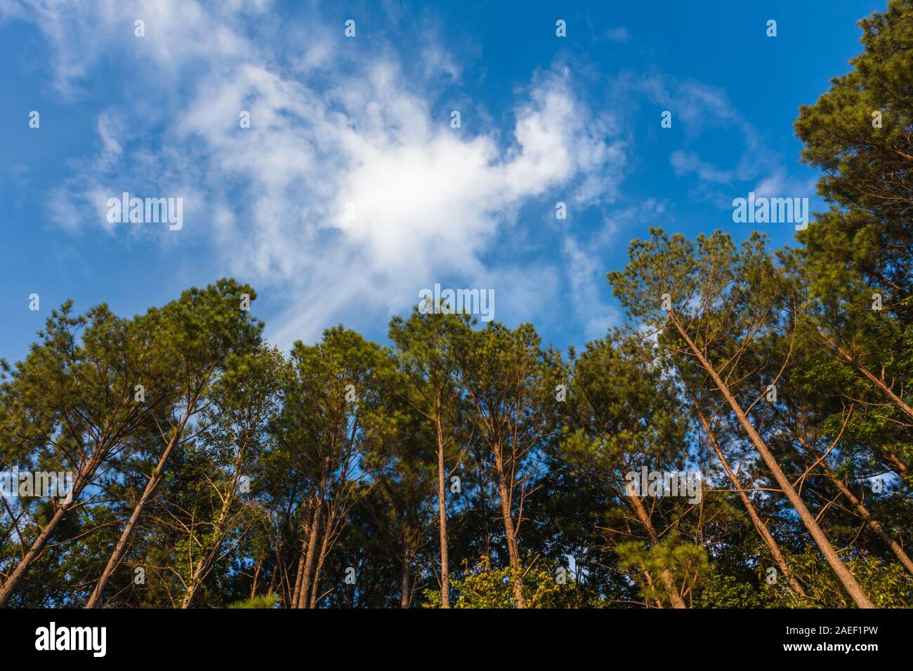Georgia pine hi-res stock photography and images - Alamy