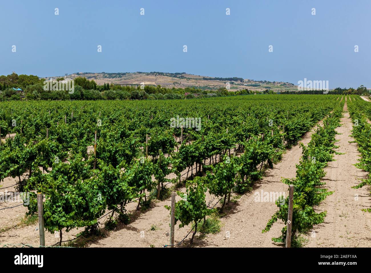 A big vineyard with seedlings of grapes is located rows. The beautiful ...