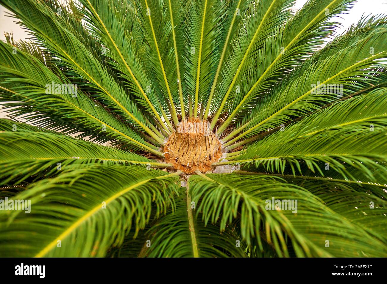 Female sago palm hi-res stock photography and images - Alamy