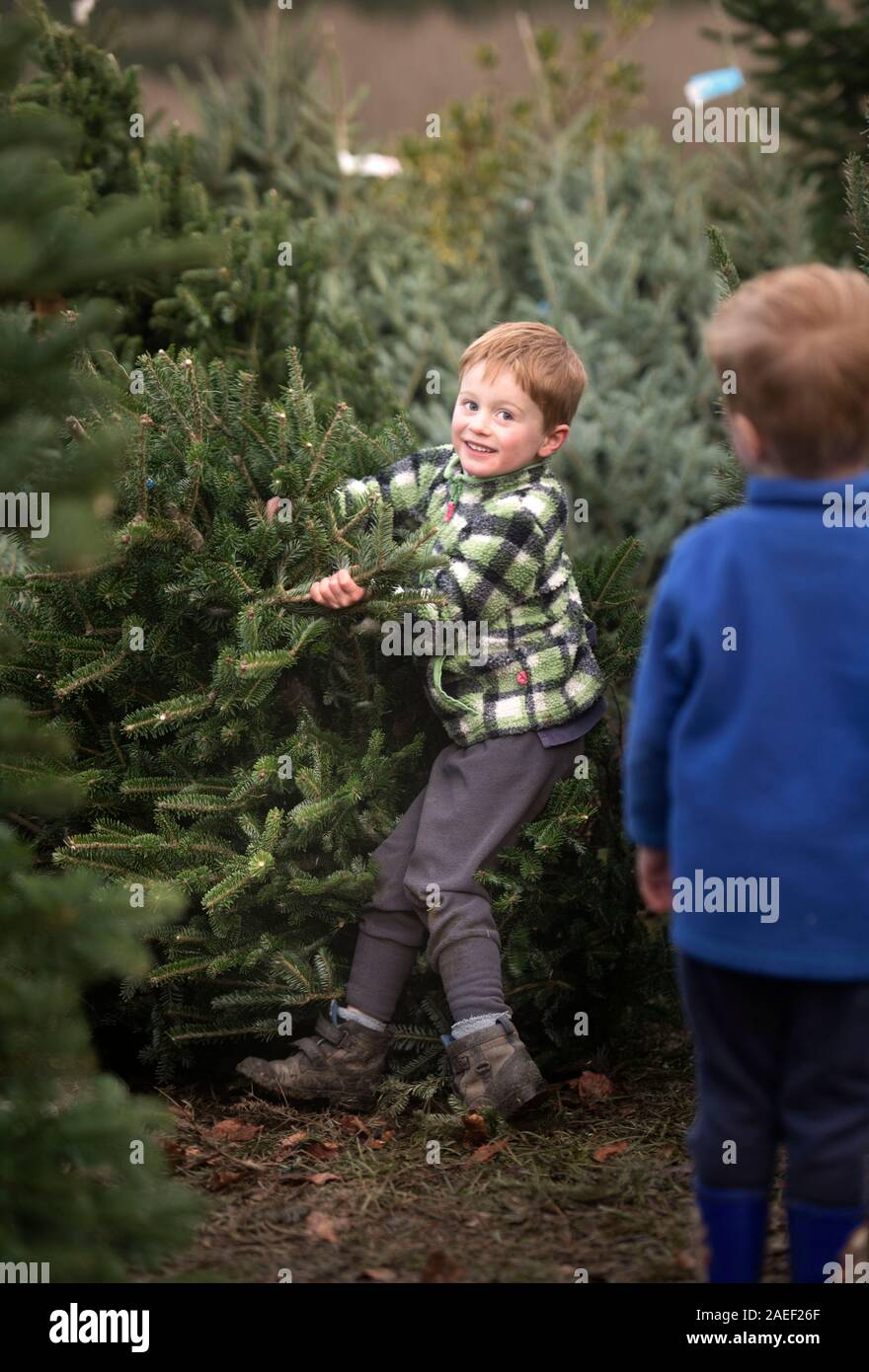 Child dragging tree hi-res stock photography and images - Alamy