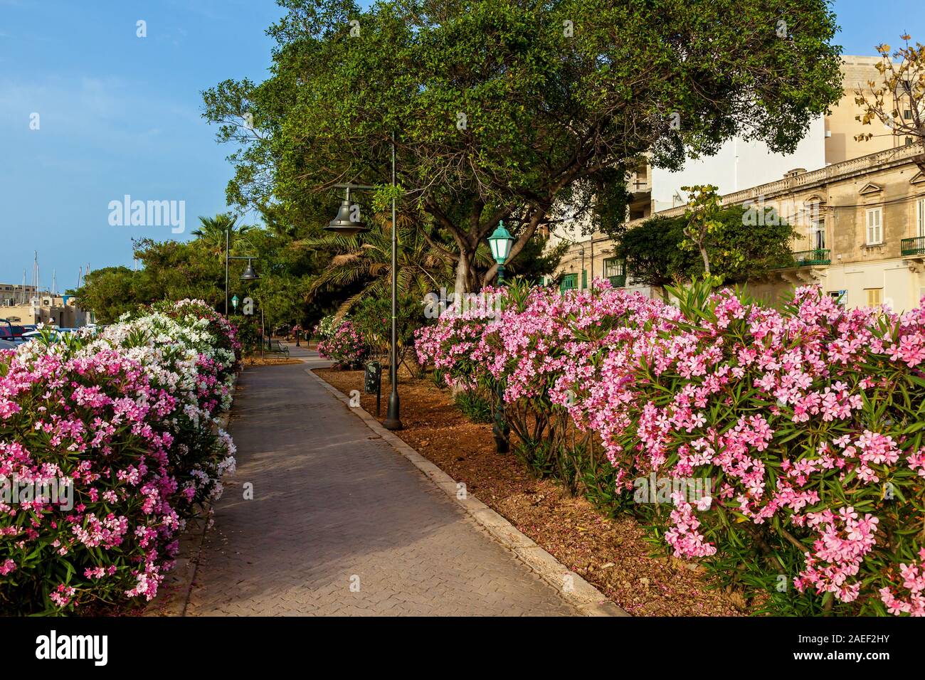 Yellow flowers on the side way hi-res stock photography and images - Alamy