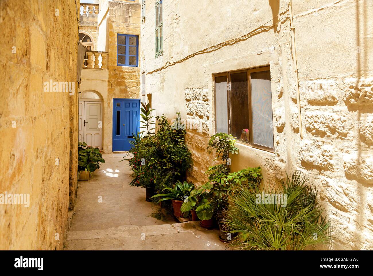The traditional medieval pathway with climbing plants on the walls in ...