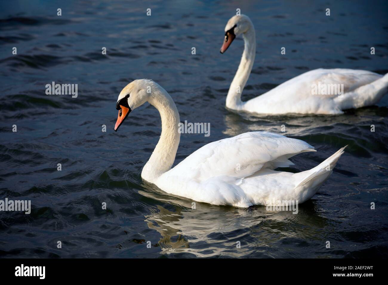Close-up view of two white swans swimming in the Danube river. Image ...