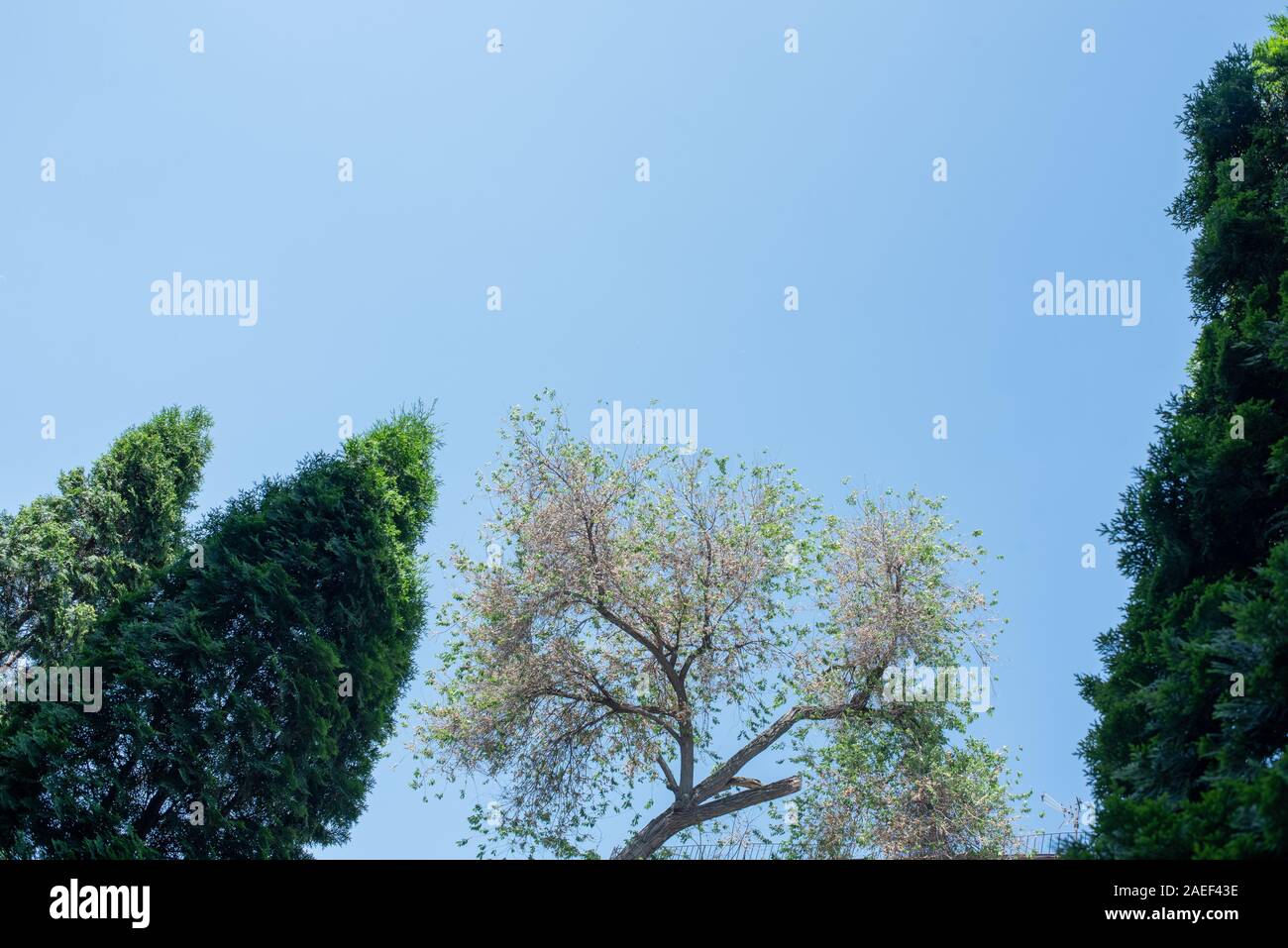 Spring trees and blue sky background. Spring trees and sky. Spring came ...