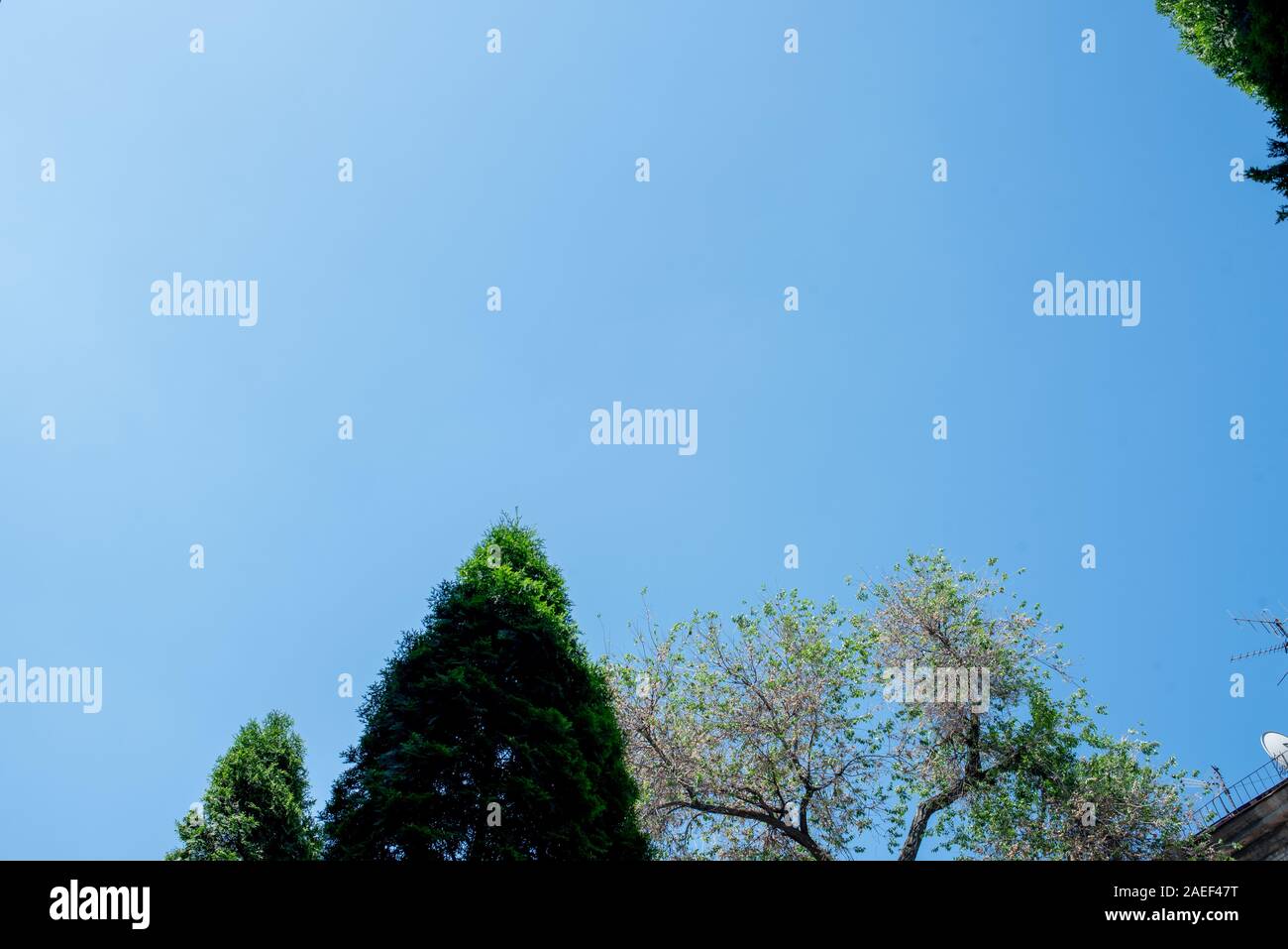 Spring trees and blue sky background. Spring trees and sky. Spring came ...