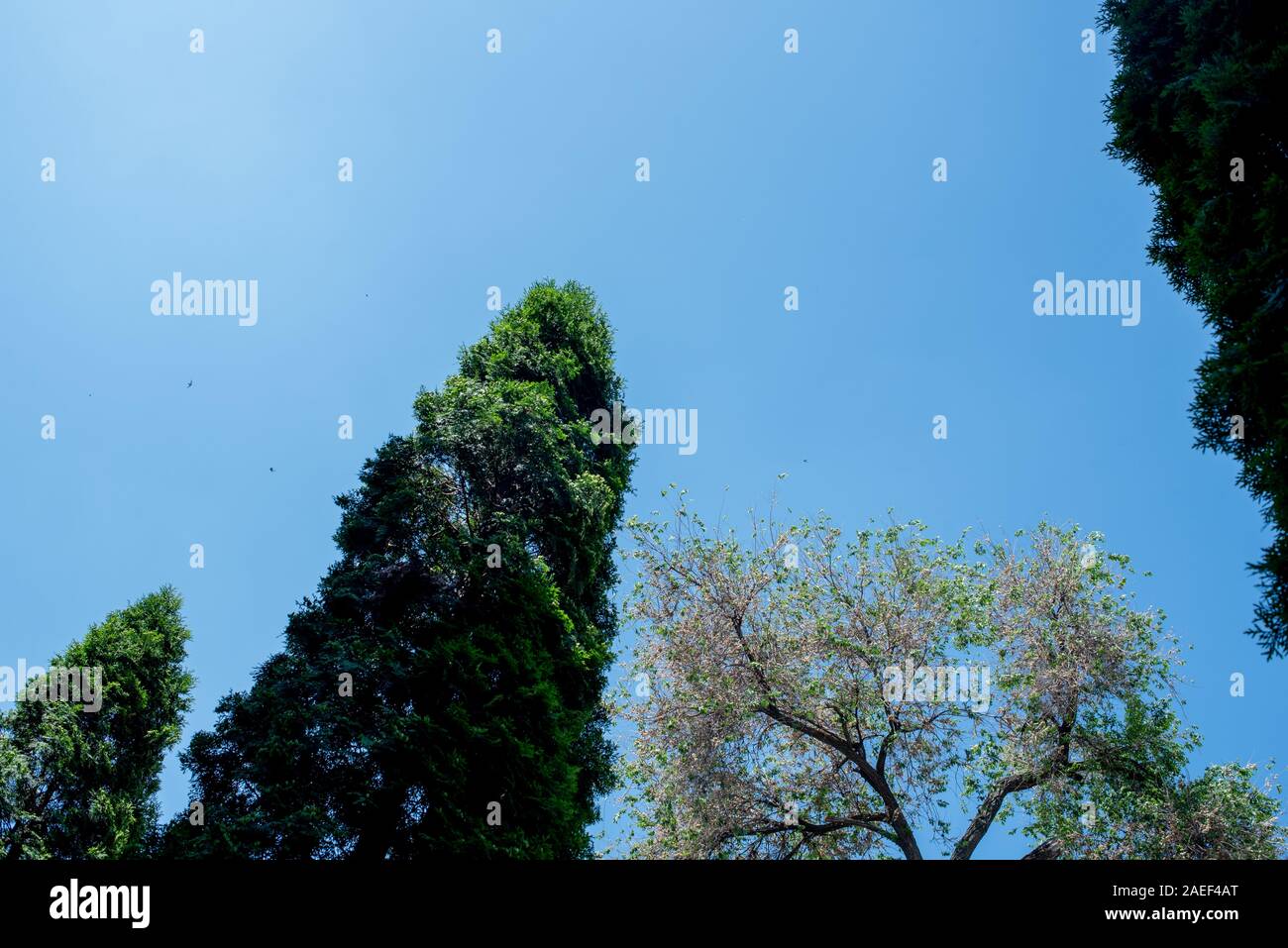 Spring trees and blue sky background. Spring trees and sky. Spring came ...