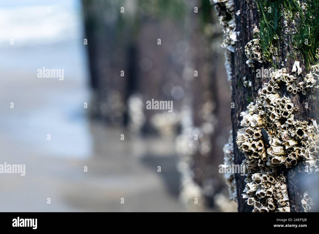 Barnacles are sea creatures that attaches themself to a jetty, rock ...