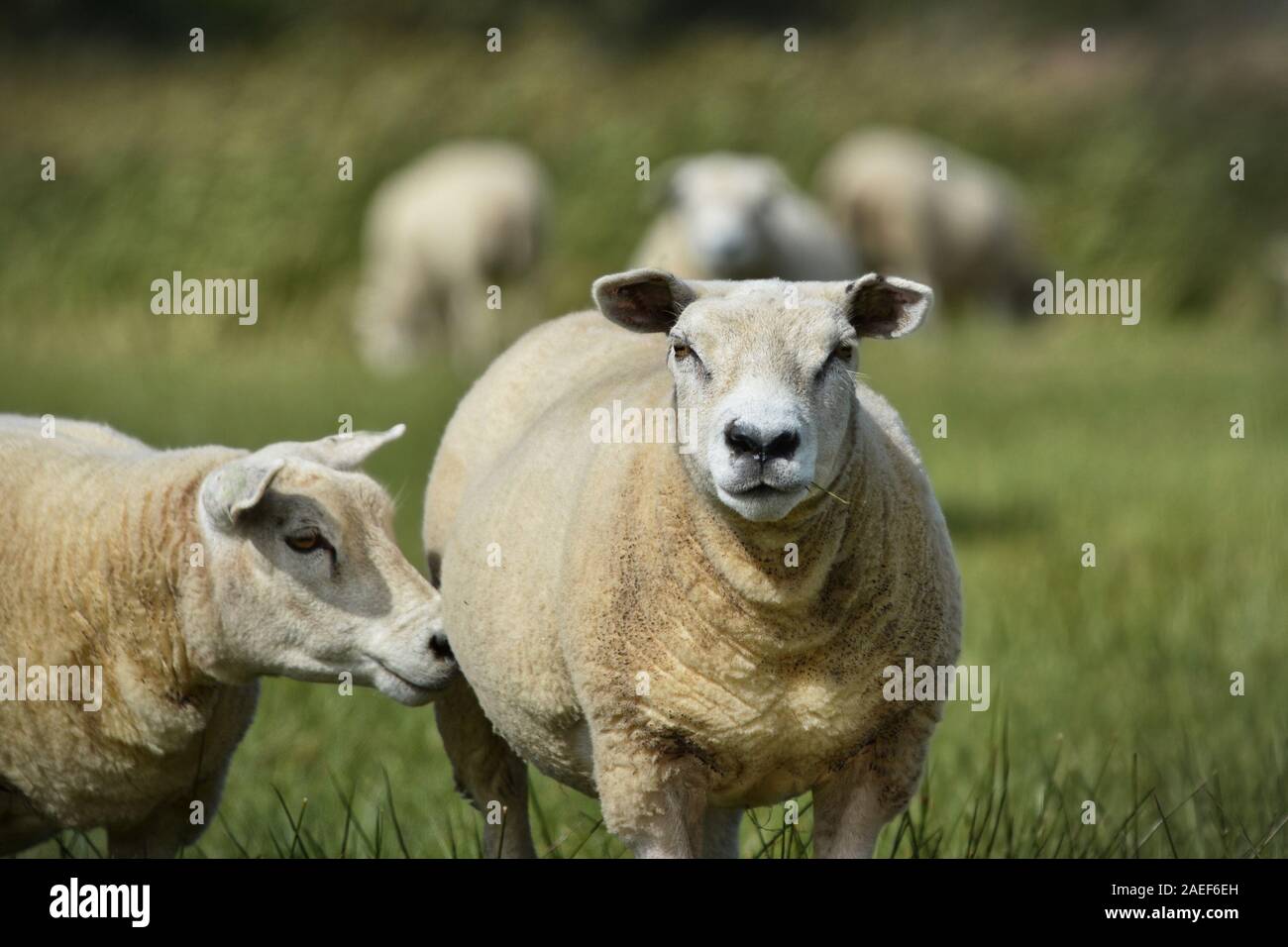 Texel sheep, a heavily muscled breed of domestic sheep from the Texel ...