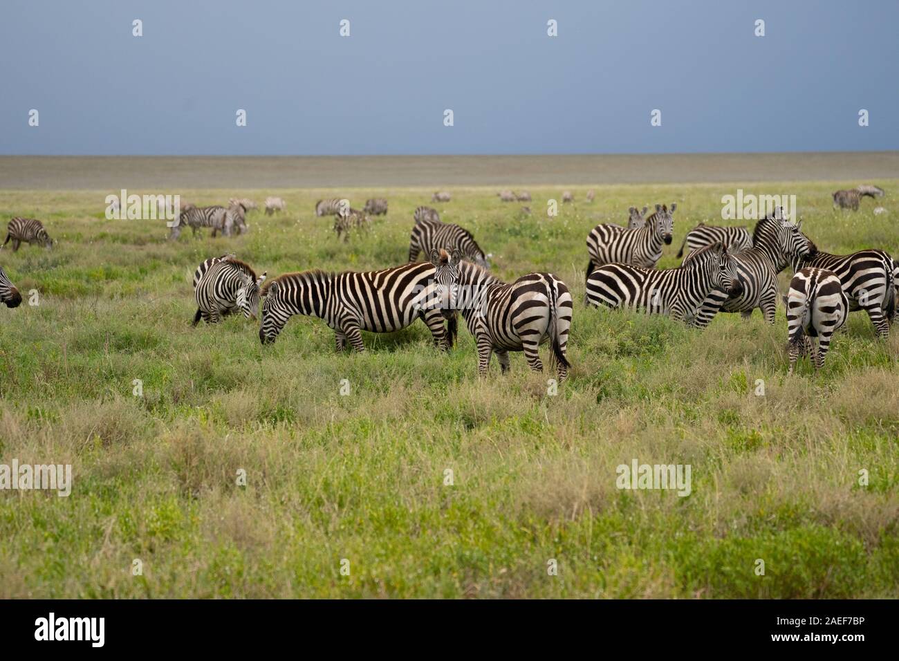 plains zebra (Equus quagga Stock Photo - Alamy