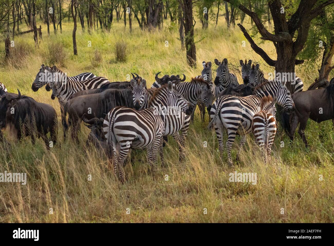 plains zebra (Equus quagga Stock Photo - Alamy